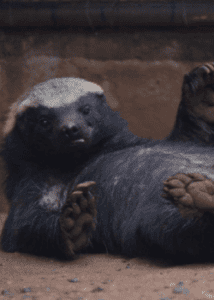 Honey Badger | Cheetah Conservation & Research Centre