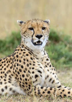 Cheetah | Cheetah Conservation & Research Centre