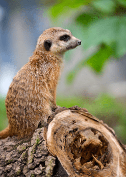 Meerkat | Cheetah Conservation & Research Centre