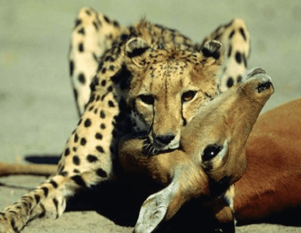 1979 Release of captive-born cheetahs (3 males) into their natural ...