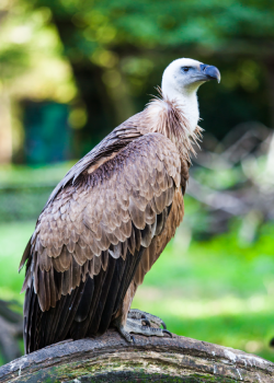 Cape Griffon Vulture | Cheetah Conservation & Research Centre