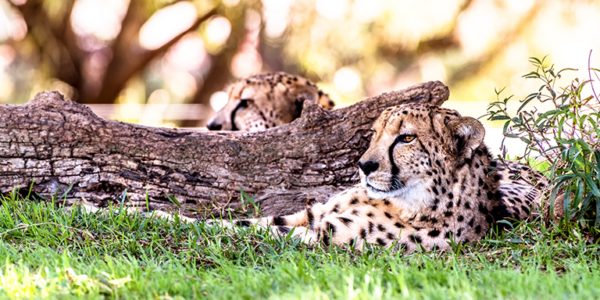 Tours | Cheetah Conservation & Research Centre