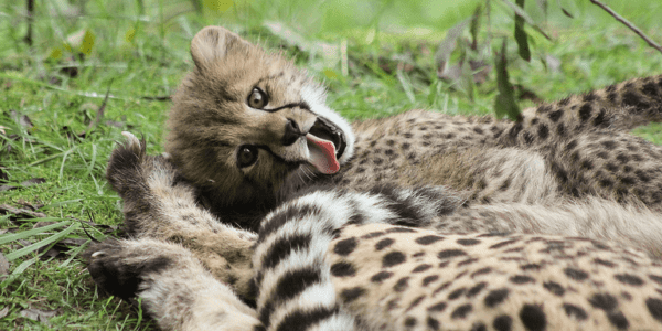 Tours | Cheetah Conservation & Research Centre