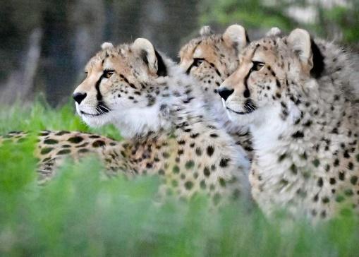 The journey of 18 Cheetahs, born at De Wildt Cheetah Conservation ...