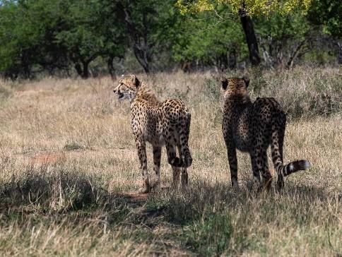 The journey of 18 Cheetahs, born at De Wildt Cheetah Conservation ...