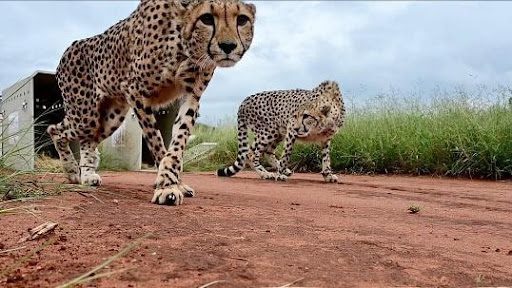 The journey of 18 Cheetahs, born at De Wildt Cheetah Conservation ...