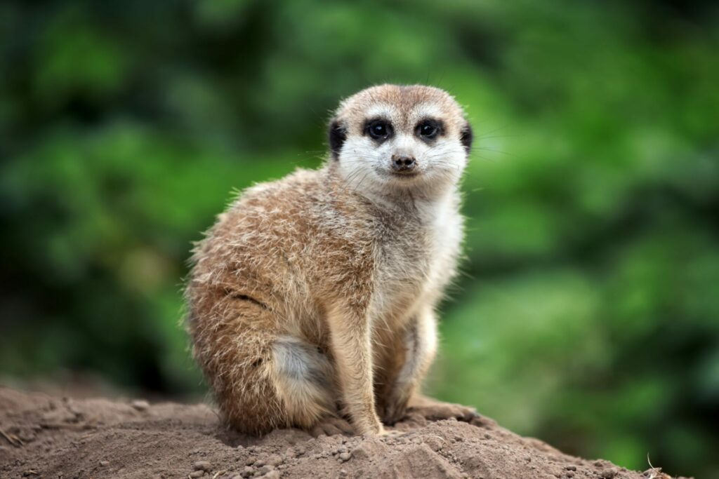Meerkat Adopt Specie | Cheetah Conservation & Research Centre