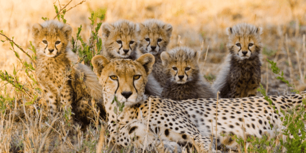 Tours | Cheetah Conservation & Research Centre